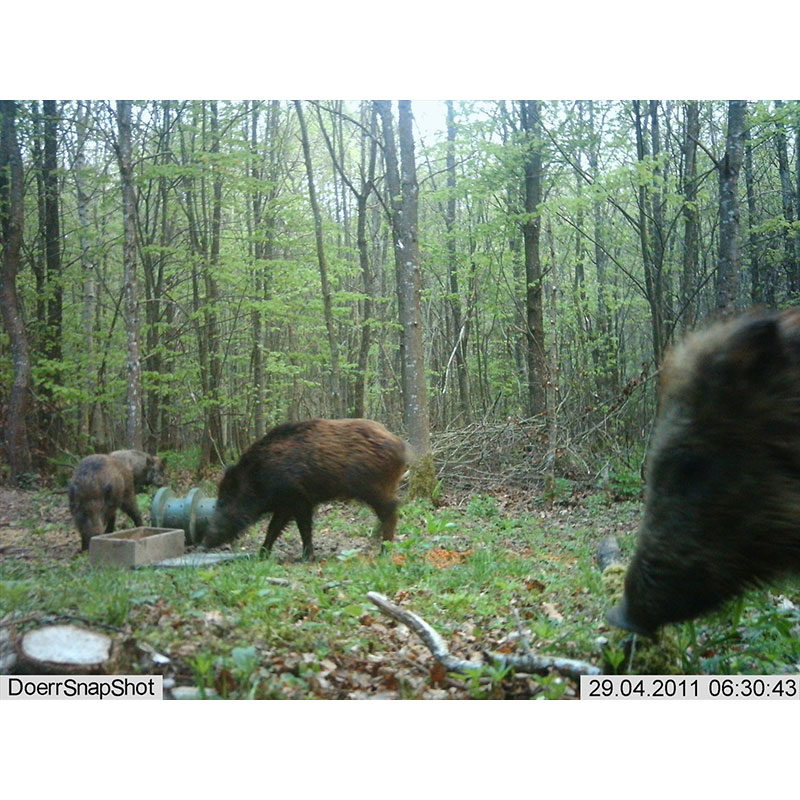 Dörr SnapShot PRO Camouflage Wildcamera