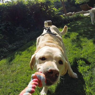 GoPro Fetch Dog Harness