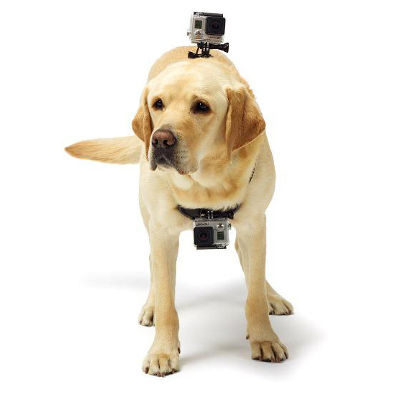 GoPro Fetch Dog Harness